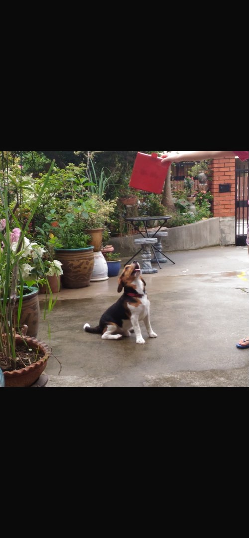 Yishun HDB and Sembawang Landed house Shiki dog boarding. senior dogs ...