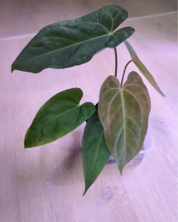 Anthurium Bigfoot X Goliath, Furniture & Home Living, Gardening, Plants ...