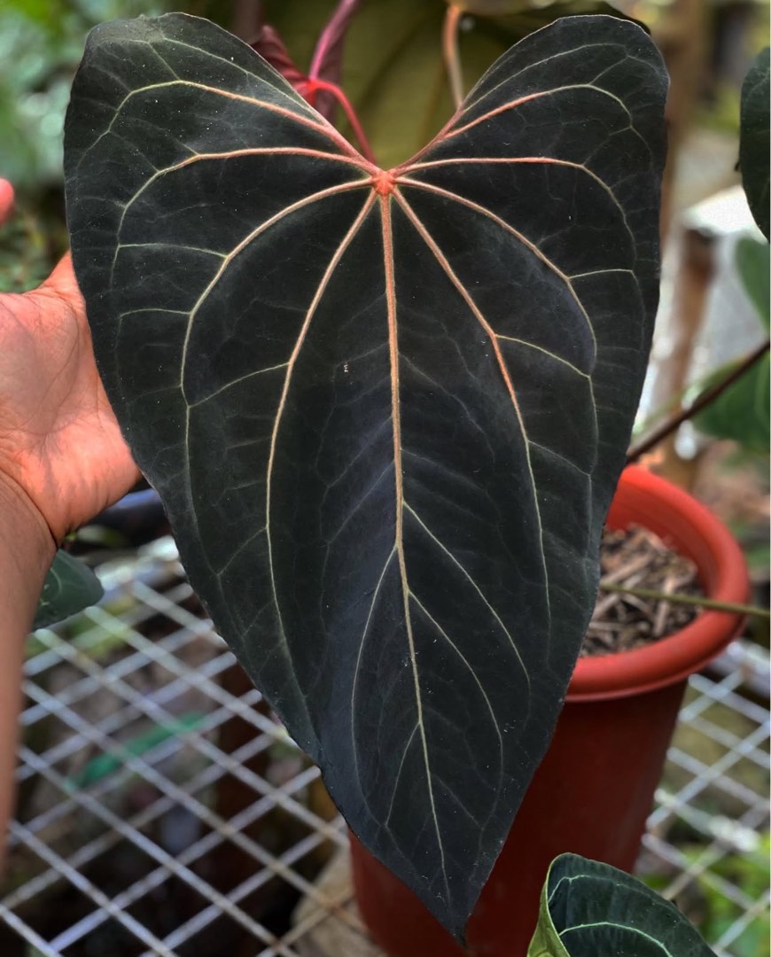 Anthurium Red Hawk, Furniture & Home Living, Gardening, Plants & Seeds ...