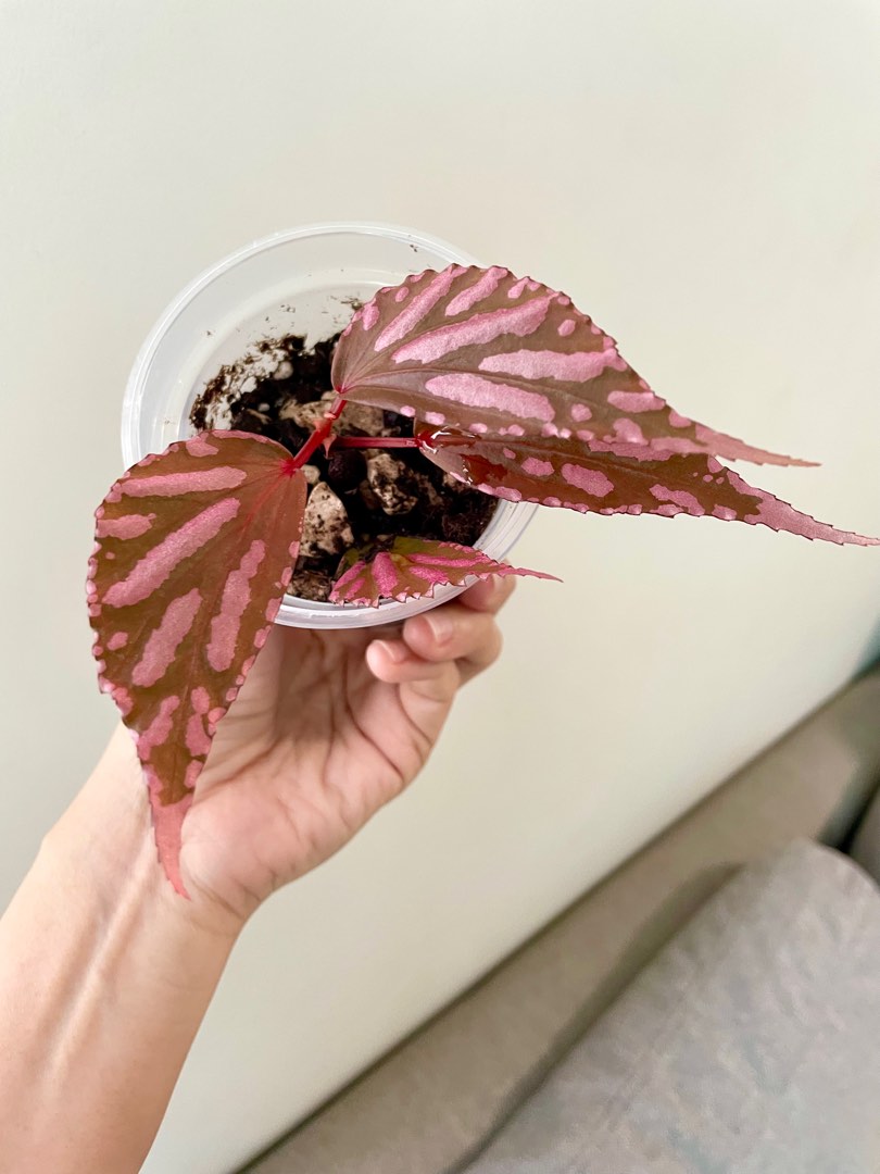 Begonia Julau (High Humidity), Furniture & Home Living, Gardening ...