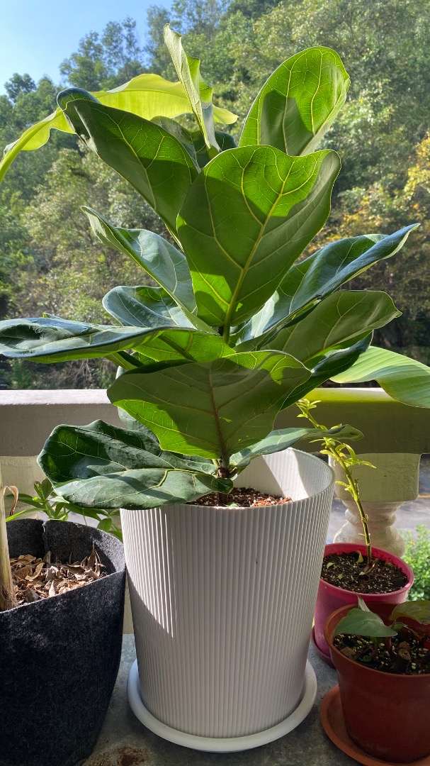 Ficus - real plant, Furniture & Home Living, Gardening, Plants & Seeds ...