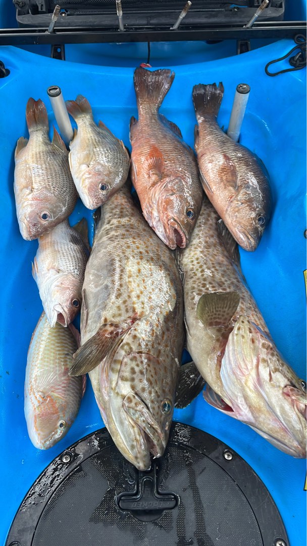 Fresh Line caught fish (never frozen), Food & Drinks, Fresh Produce on ...