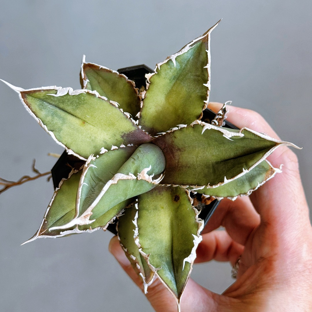 Agave Titanota Werewolf - 狼人龙舌兰, Furniture & Home Living, Gardening ...