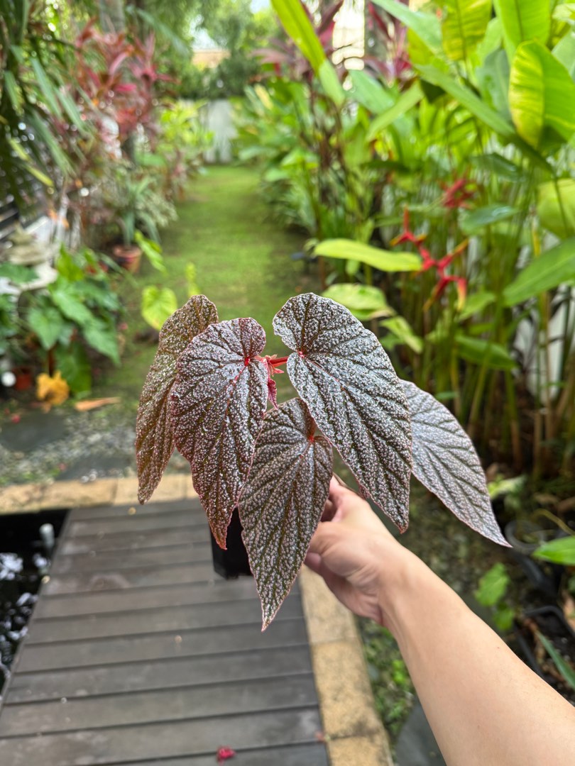 Begonia U062, Furniture & Home Living, Gardening, Plants & Seeds on ...