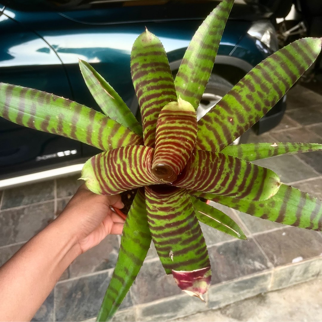 Bromeliad Tiger/ High Voltage Plant Pokok, Furniture & Home Living ...