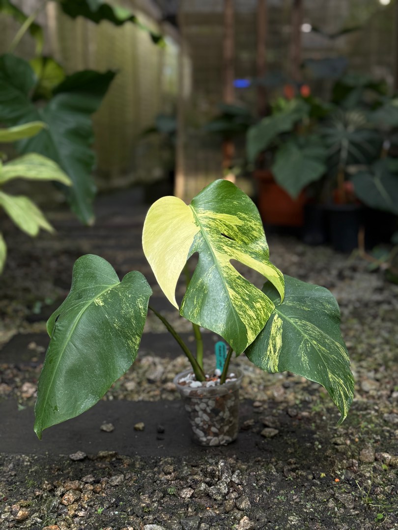 Monstera Borsi Aurea Variegated, Furniture & Home Living, Gardening ...