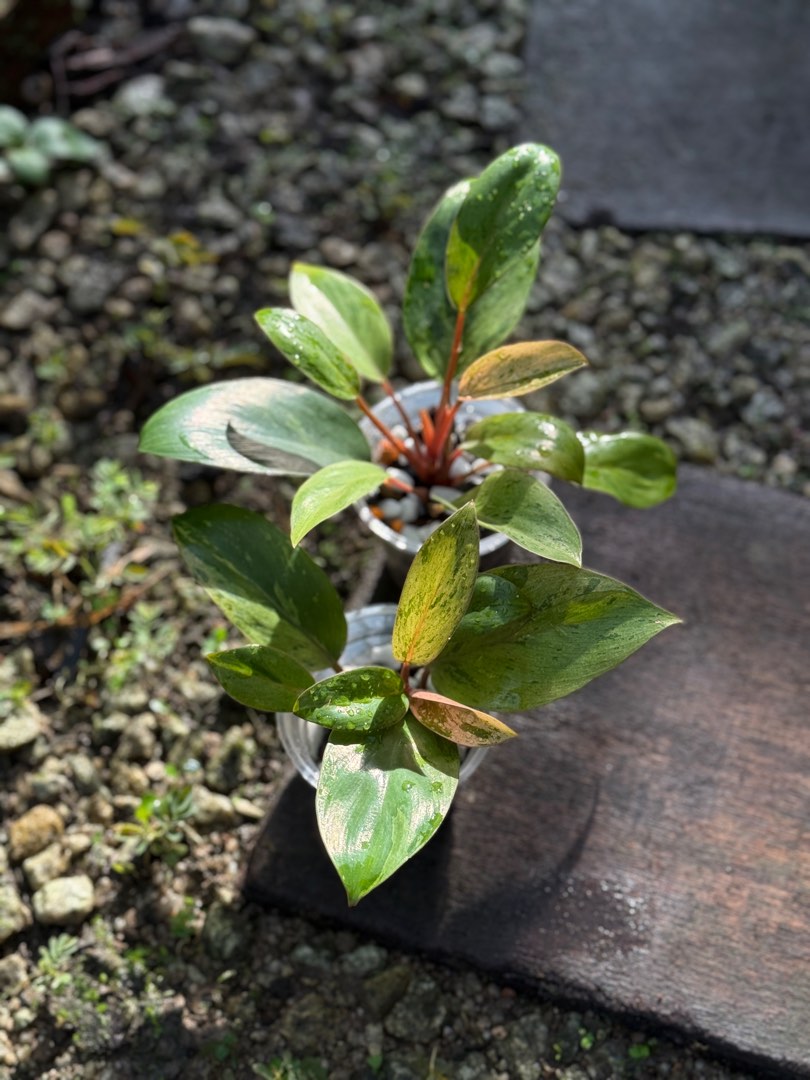 Philodendron Red Congo Dwarf Mint Variegated, Furniture & Home Living ...