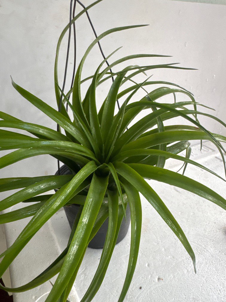Tillandsia Brachy, Furniture & Home Living, Gardening, Plants & Seeds ...