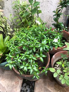jasmine plant - View all jasmine plant ads in Carousell Philippines
