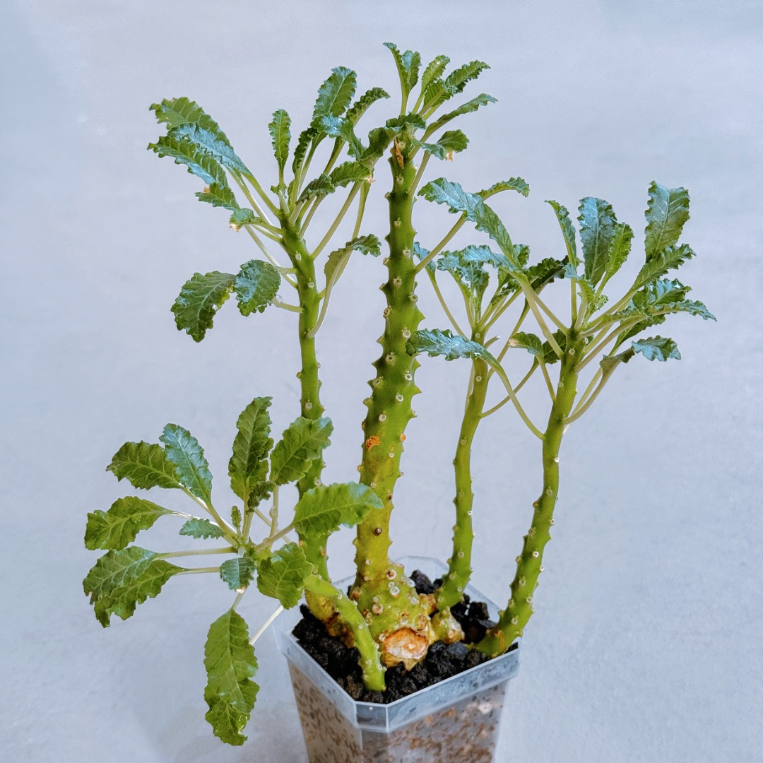 Dorstenia Lavrani Caudex Plant, Furniture & Home Living, Gardening ...