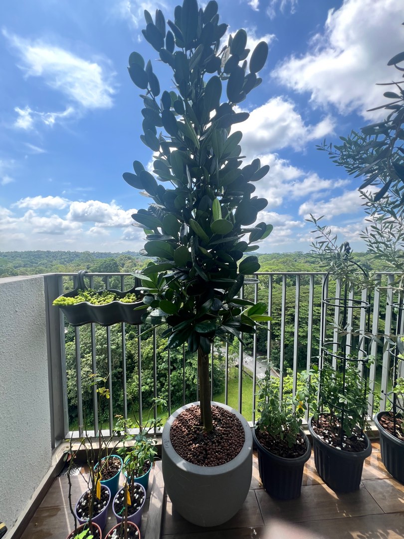 Happiness Trees 2m+, Furniture & Home Living, Gardening, Plants & Seeds on Carousell