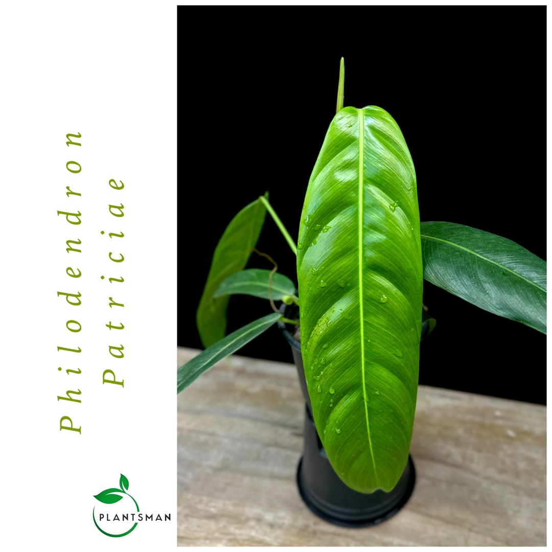 Philodendron Patriciae, Furniture & Home Living, Gardening, Plants ...