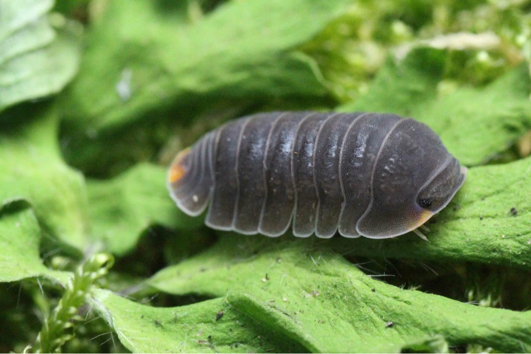 12 pcs Cubaris Murina little sea rm10 isopod, Hobbies & Toys, Toys ...