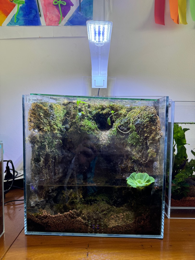 Paludarium with water pump, mist maker, LED light , moss , and ...