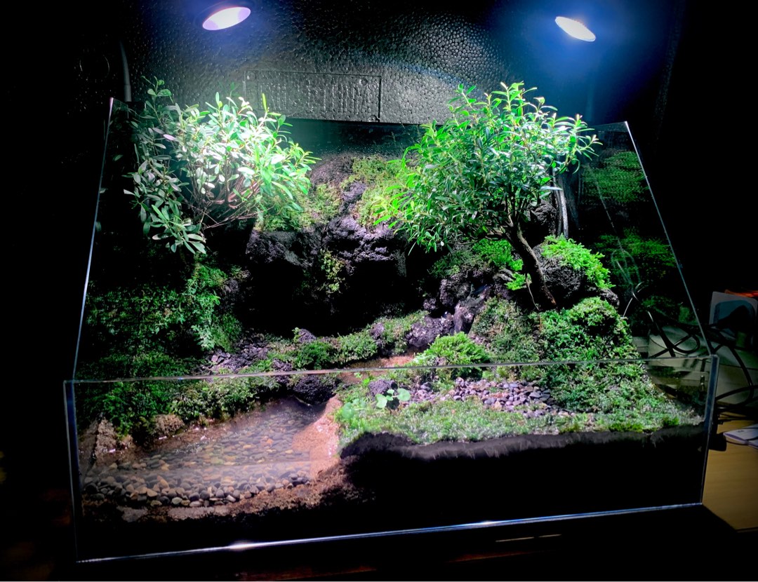 Paludarium (ZEN MORI COLLECTION) - Mori Lake, Pet Supplies, Homes & Other Pet Accessories on ...
