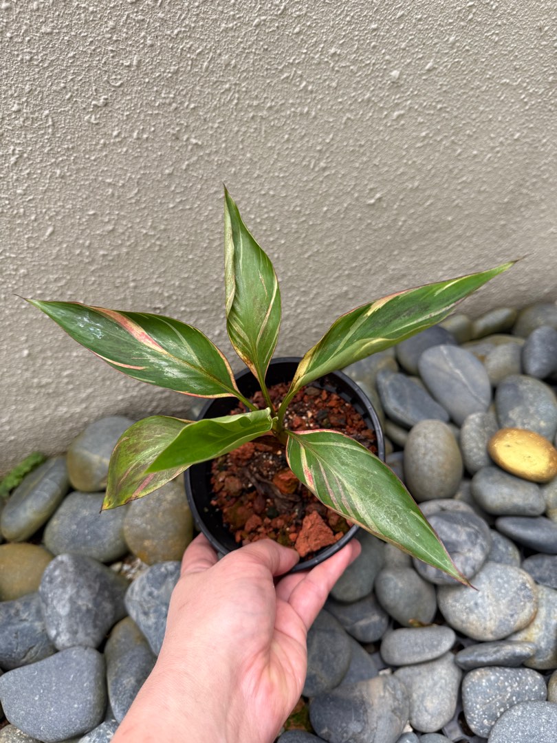 Variegated Musa Nono, Furniture & Home Living, Gardening, Plants ...