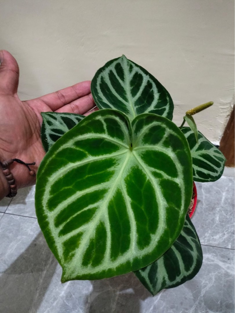 Anthurium Dorayaki x Silver Chrome, Furniture & Home Living, Gardening ...