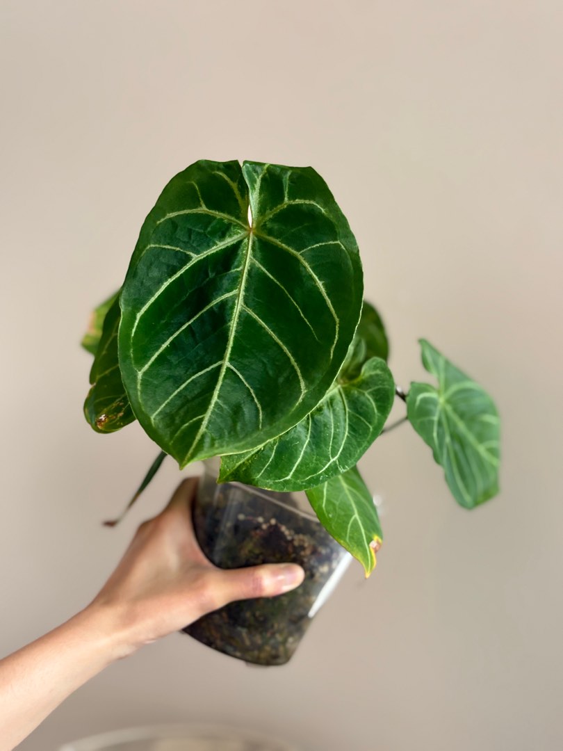 Anthurium Red of Java X, Furniture & Home Living, Gardening, Plants ...