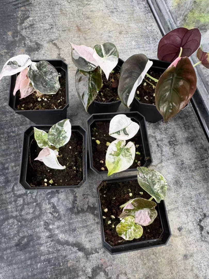 Alocasia cuprea super pink variegated, Furniture & Home Living ...