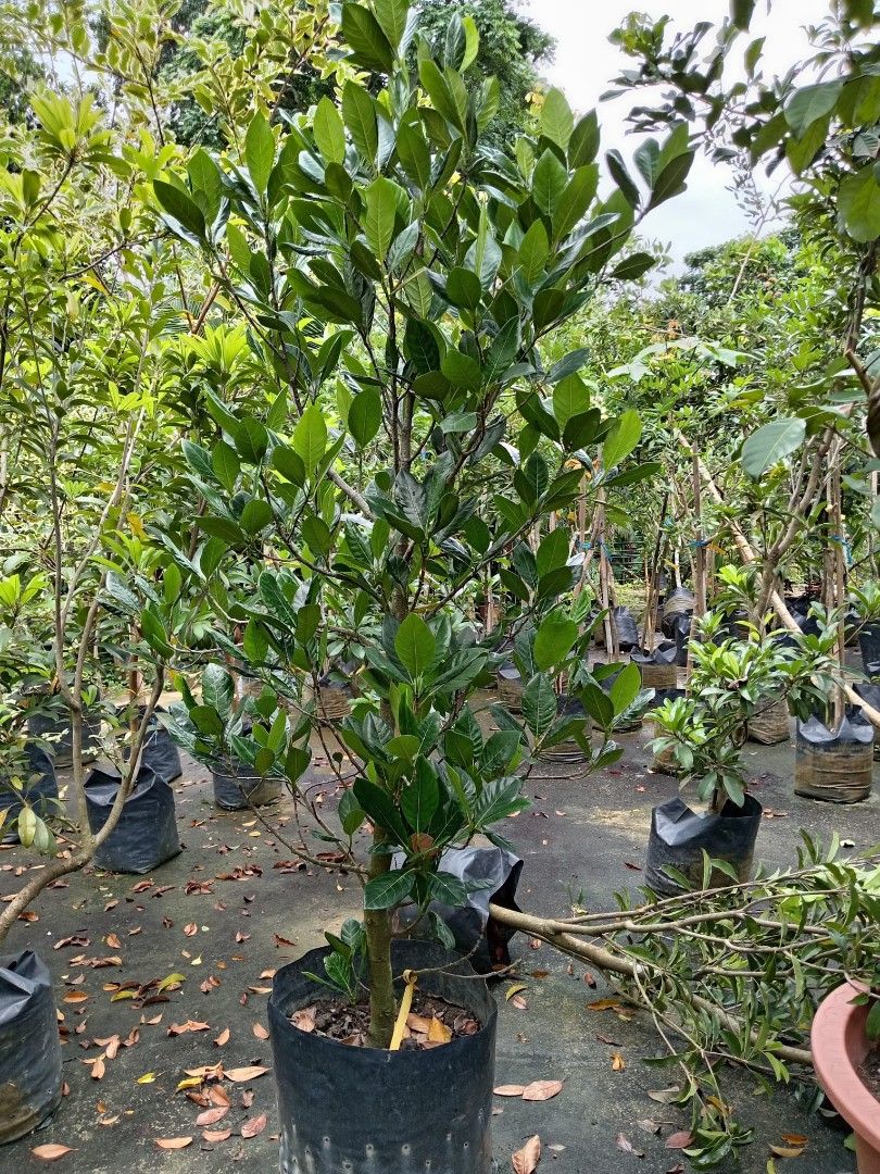 Dwarf Jackfruit Tree, Furniture & Home Living, Gardening, Plants & Seeds on Carousell