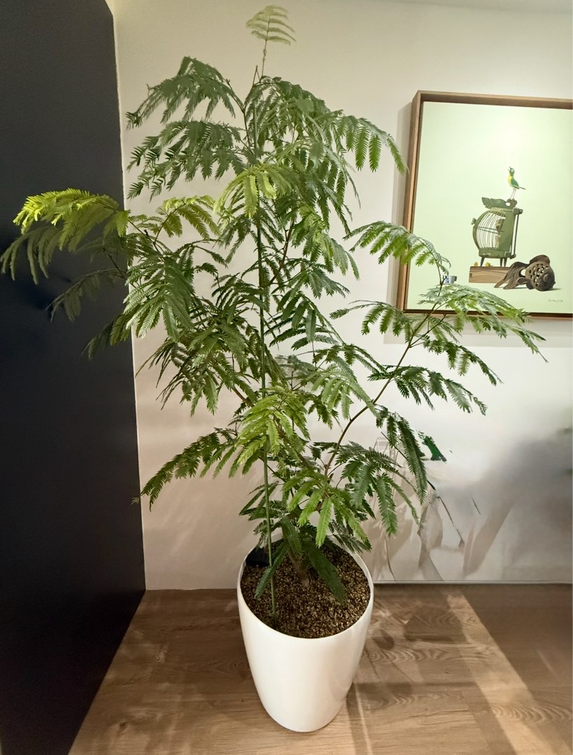 Japanese Everfresh in Curvy stem & self-watering Lechuza pot ...