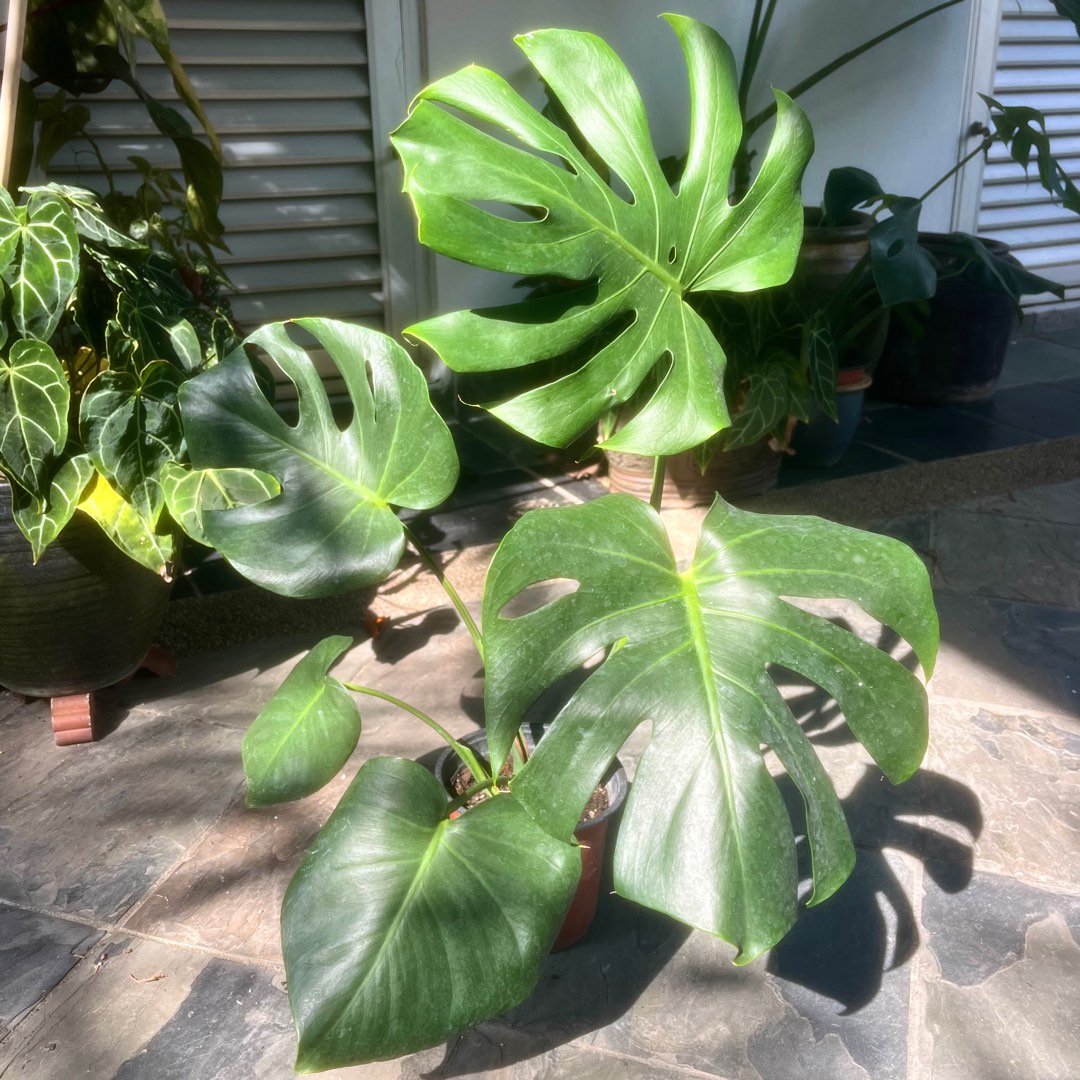 Monstera Deliciosa Medium Size Healthy Plant Pokok, Furniture & Home ...