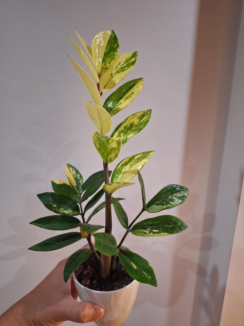Variegated ZZ plant, Furniture & Home Living, Gardening, Plants & Seeds ...