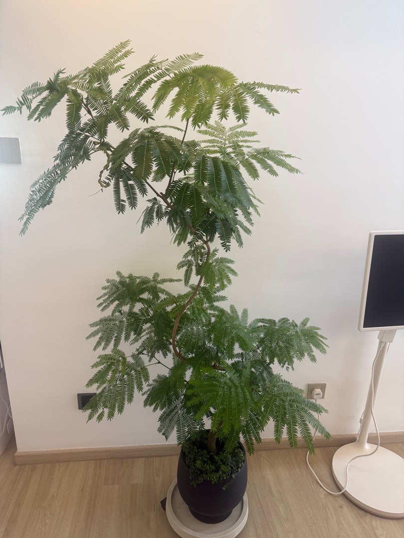Beautiful Japanese Super Bending Everfresh Tree (1.6m!), Furniture ...