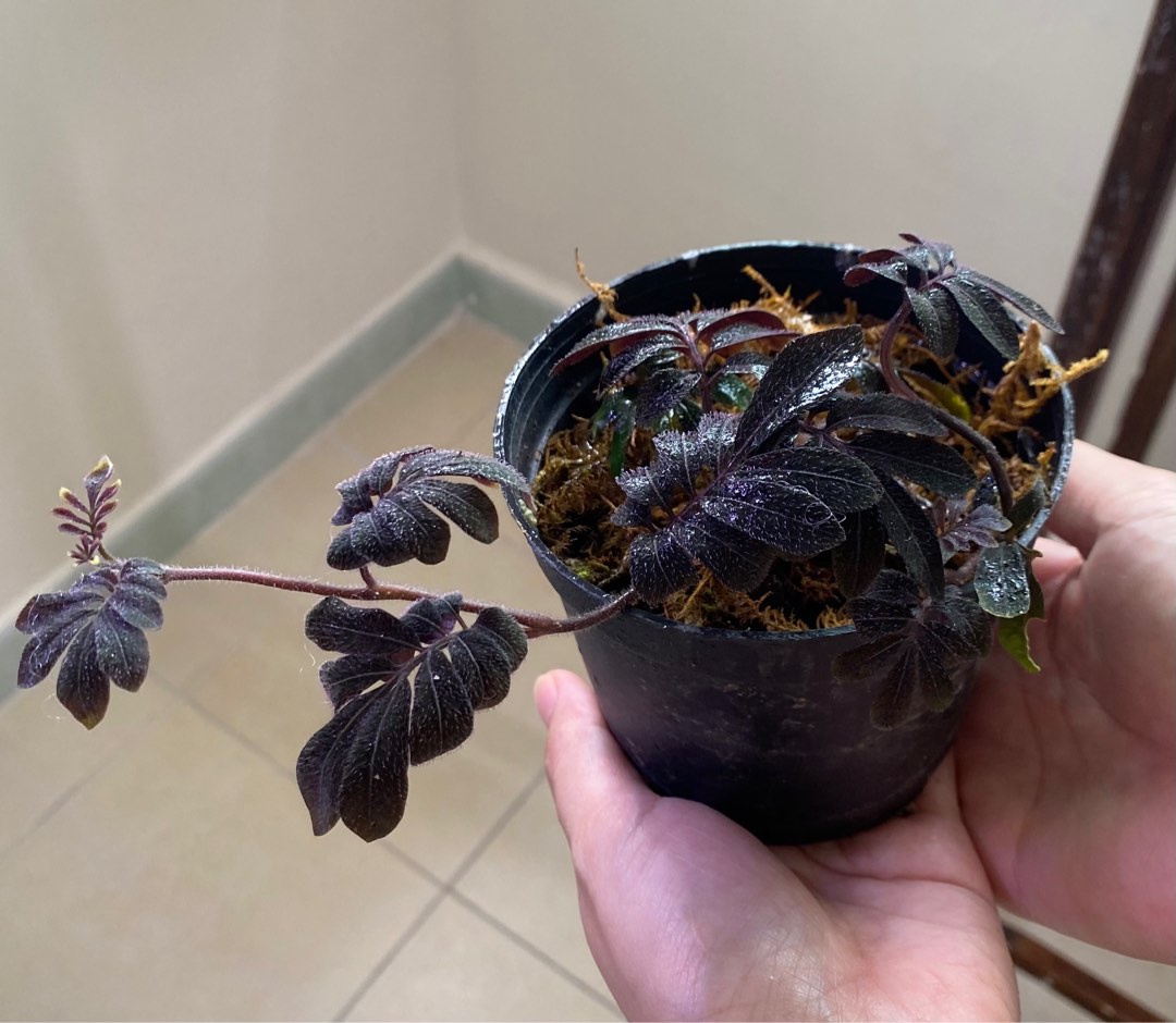 Solanum uleanum, Furniture & Home Living, Gardening, Plants & Seeds on ...