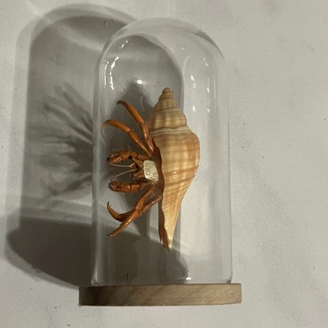 Taxidermy real hermit crab specimen in bell jar preserved, Hobbies ...