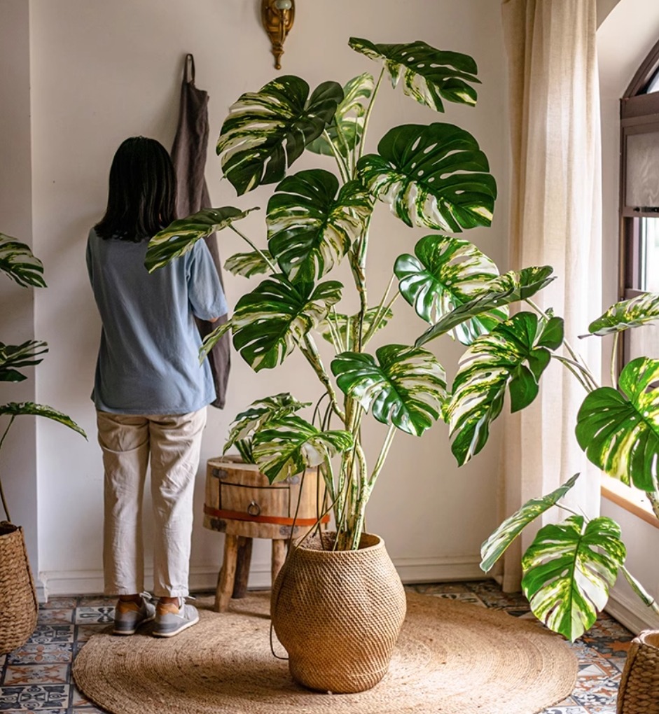 [Free Delivery]Ultra High Quality Simulation Real Monstera Albo ...