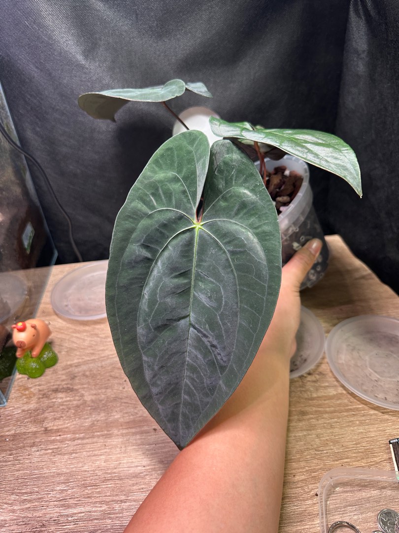 Anthurium Papilililaminum Guna Yala (high lobes and dark leaves ...