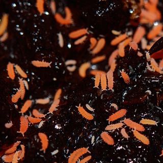 Orange springtails For Sale | Carousell Singapore