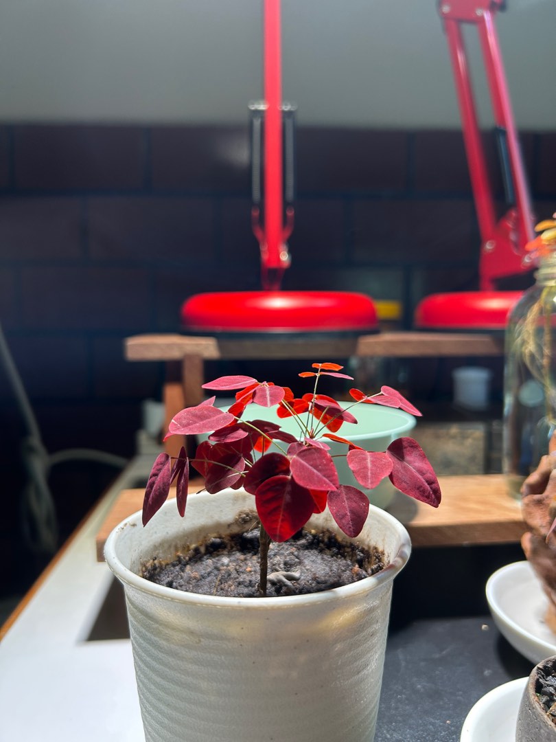 Red fire fern (beautiful shade of red), Furniture & Home Living ...