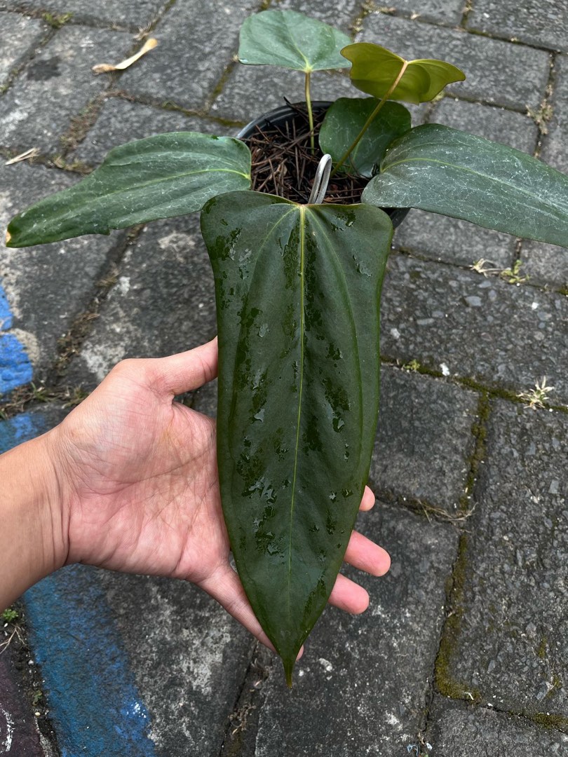 Anthurium Portillae XDF, Furniture & Home Living, Gardening, Plants ...