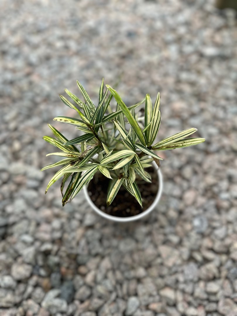 Dwarf Sasaella Masamuneana Albostriata, Furniture & Home Living ...