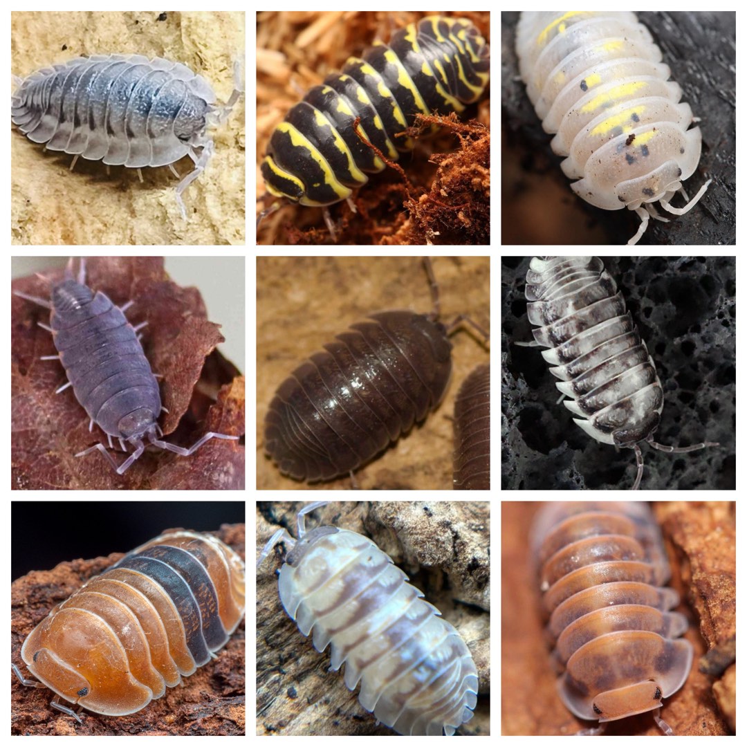 Isopods Pets (Feeder Option), Pet Supplies, Pet Food on Carousell