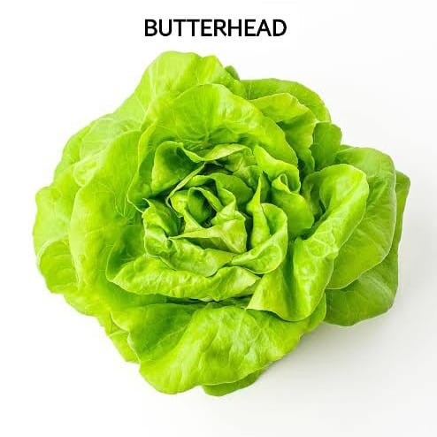 Selada Butterhead lettuce Hidroponik Sayuran Hijau Salad, Perkebunan di ...