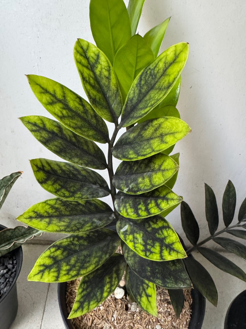 Black Zz "Raven" Variegated - Mother plant, Furniture & Home Living ...
