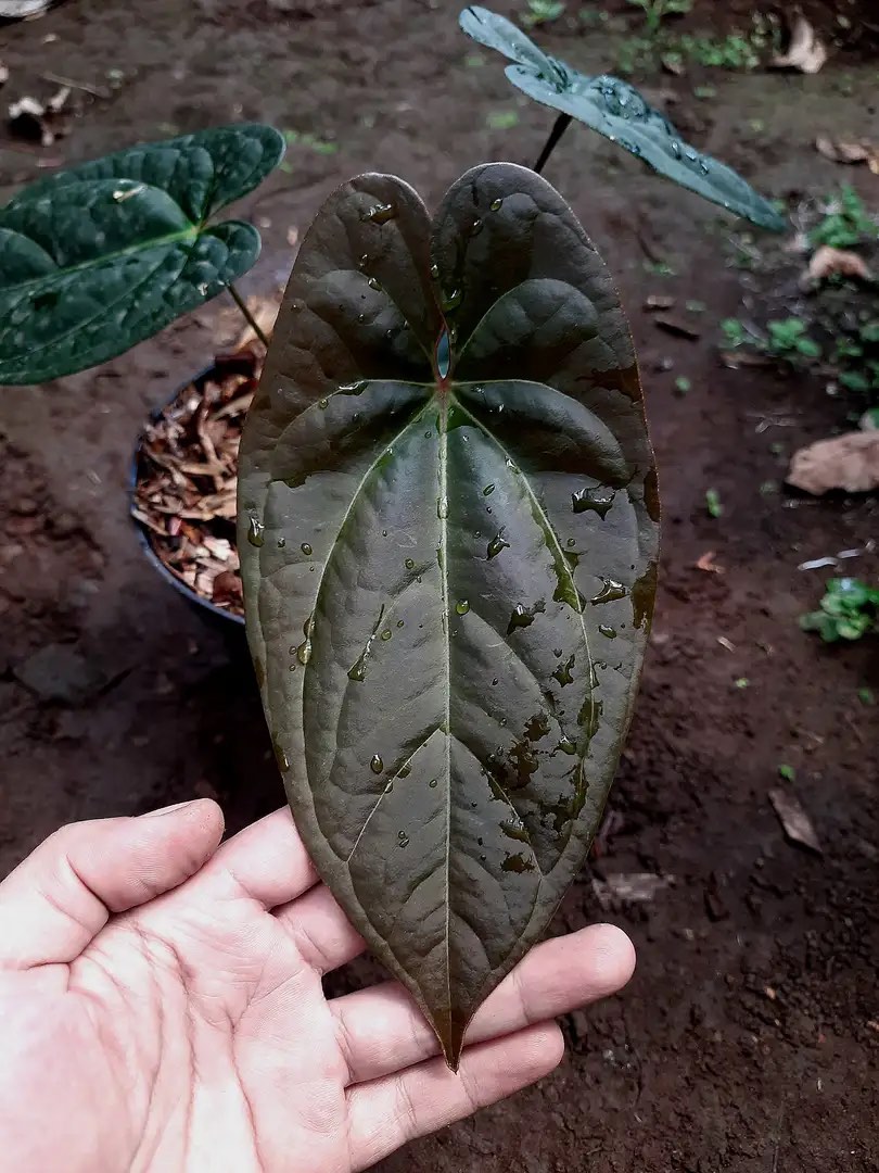 Anthurium Lux x Goliath, Furniture & Home Living, Gardening, Plants ...