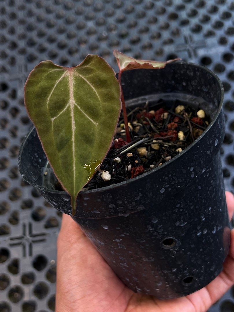 Anthurium Portillae x Muchlis, Furniture & Home Living, Gardening ...