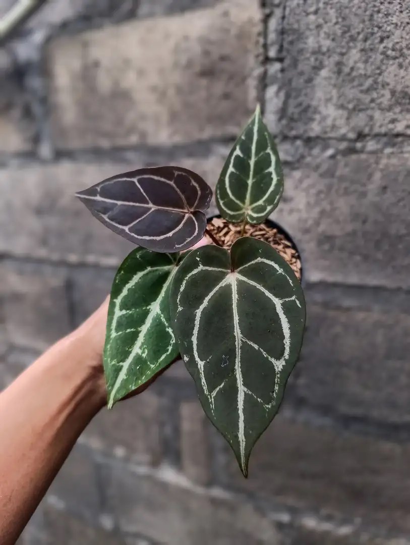 Anthurium RC x Red of Java, Furniture & Home Living, Gardening, Plants ...
