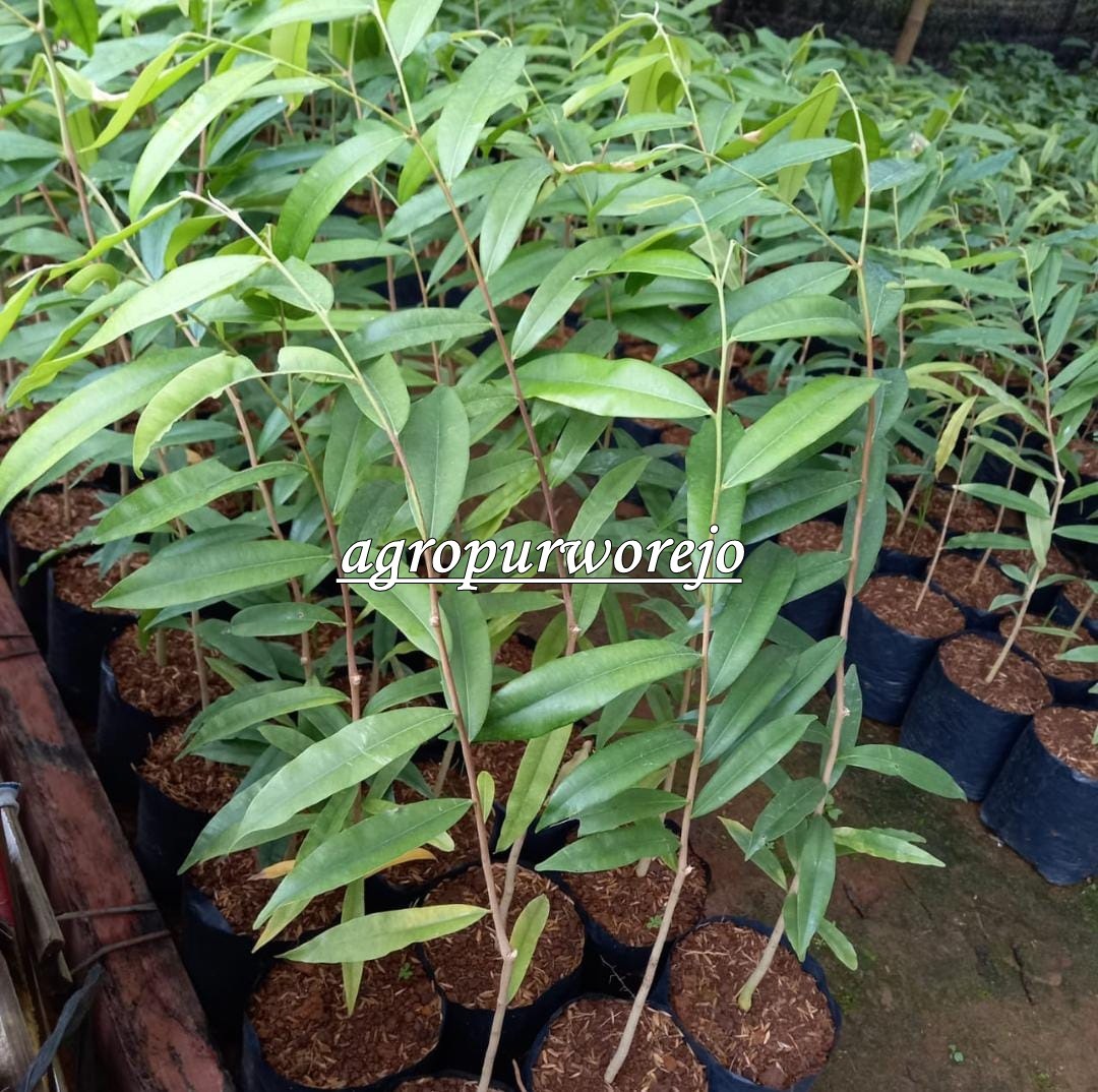 Bibit tanaman kayu gaharu - kayu wangi banyak di cari, Perkebunan di ...