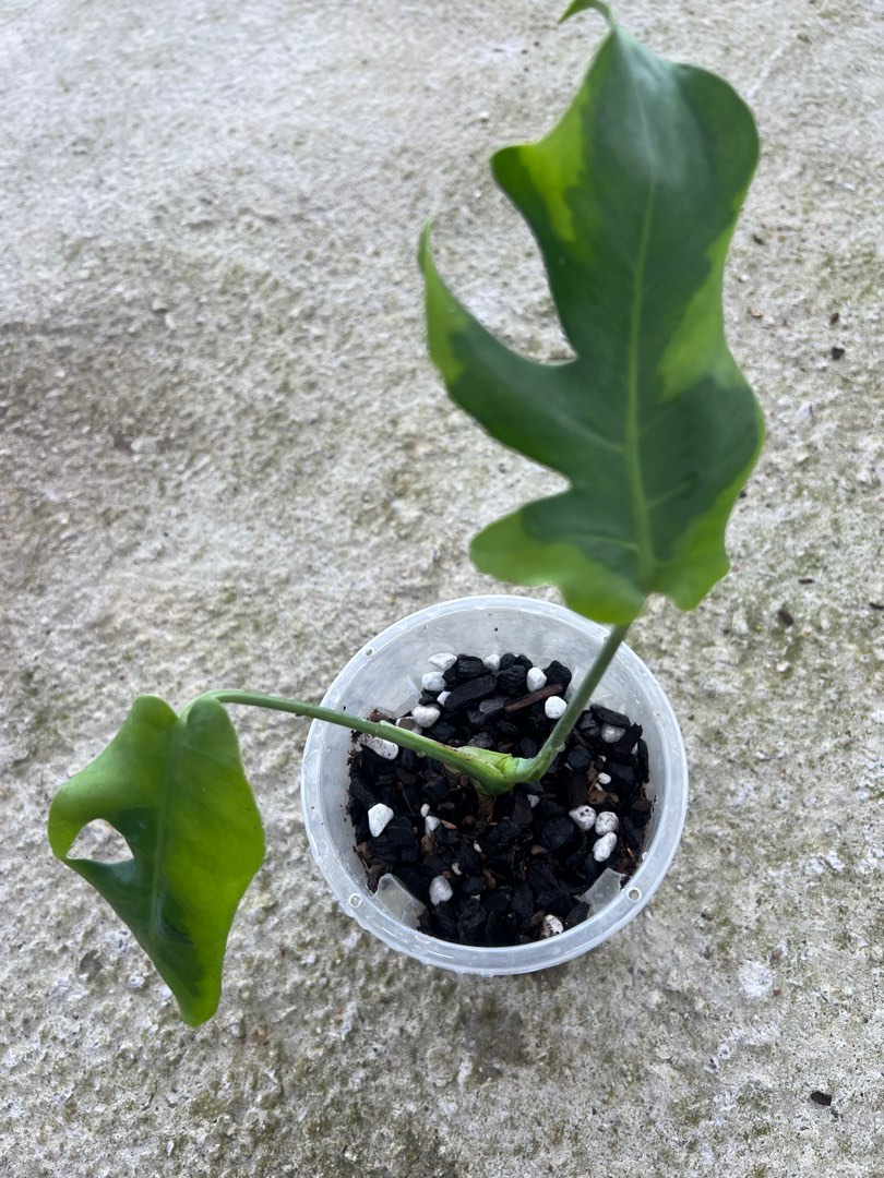 Monstera flamicito, Furniture & Home Living, Gardening, Plants & Seeds ...