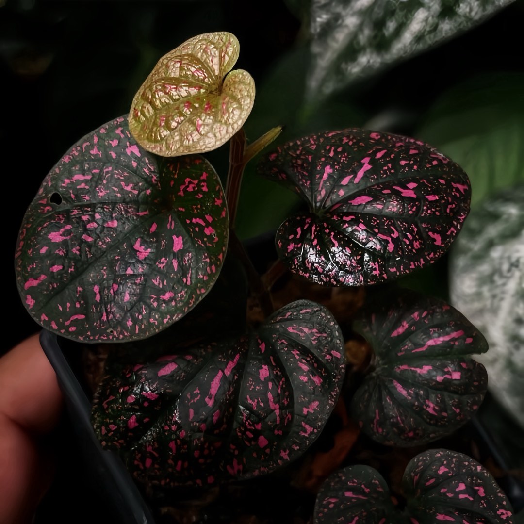 Piper Papua Pink, Furniture & Home Living, Gardening, Plants & Seeds on ...
