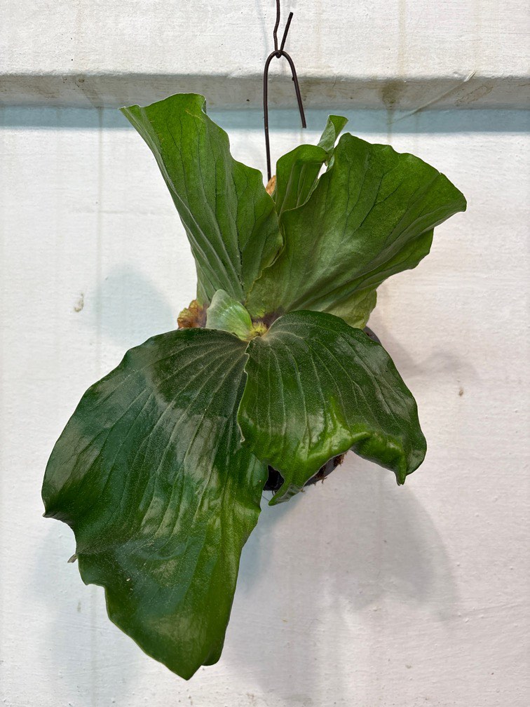 Staghorn fern/ Platycerium Elephantotis, Furniture & Home Living ...