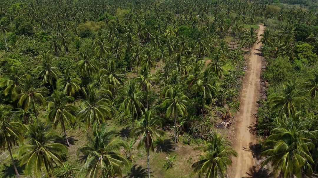 1 Hectare Farm lot in Indang Cavite near Tagaytay, Property, For Sale ...