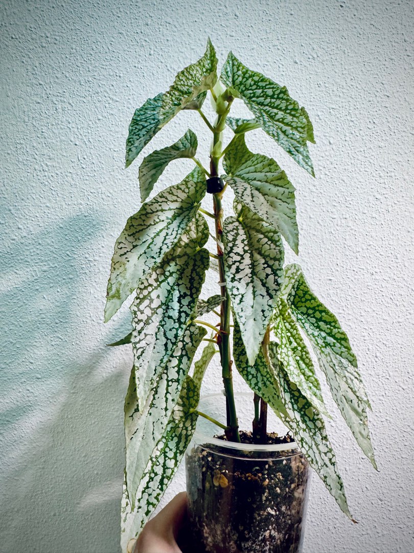 Begonia White Ice, Furniture & Home Living, Gardening, Plants & Seeds ...