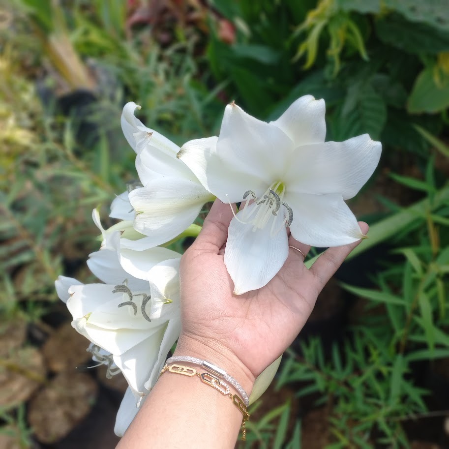 Crinum Album, Crinum Yemense, Furniture & Home Living, Gardening ...