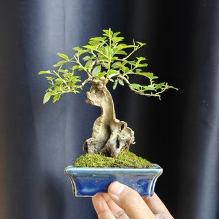 Jia Bonsai 家盆栽’s Profile Page on Carousell | All of Jia Bonsai 家盆栽’s ...